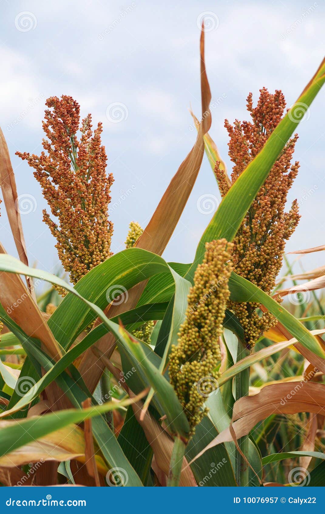 Durra fotografering för bildbyråer. Bild av näring, durra - 10076957
