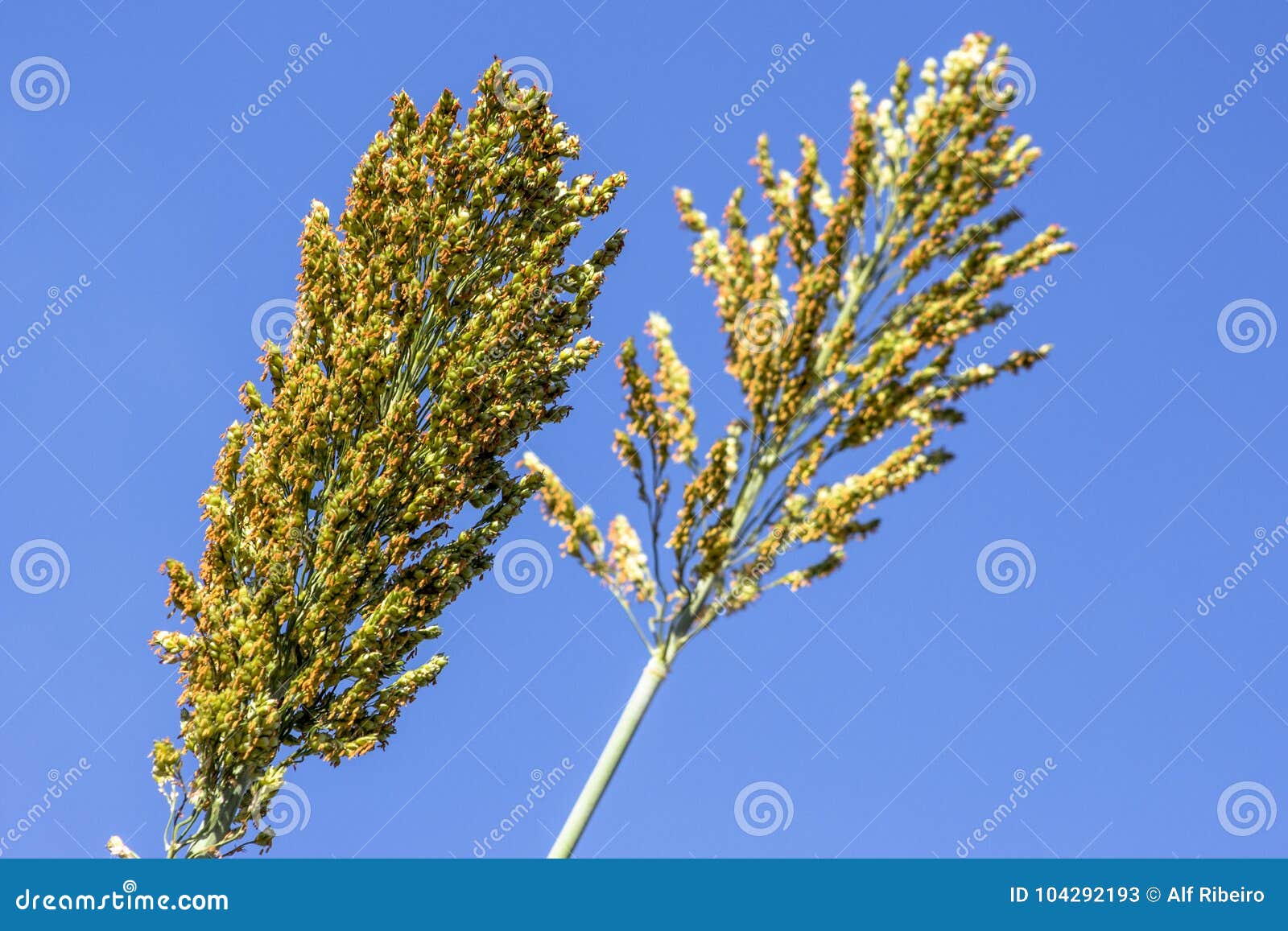 Durra fotografering för bildbyråer. Bild av plockning - 104292193