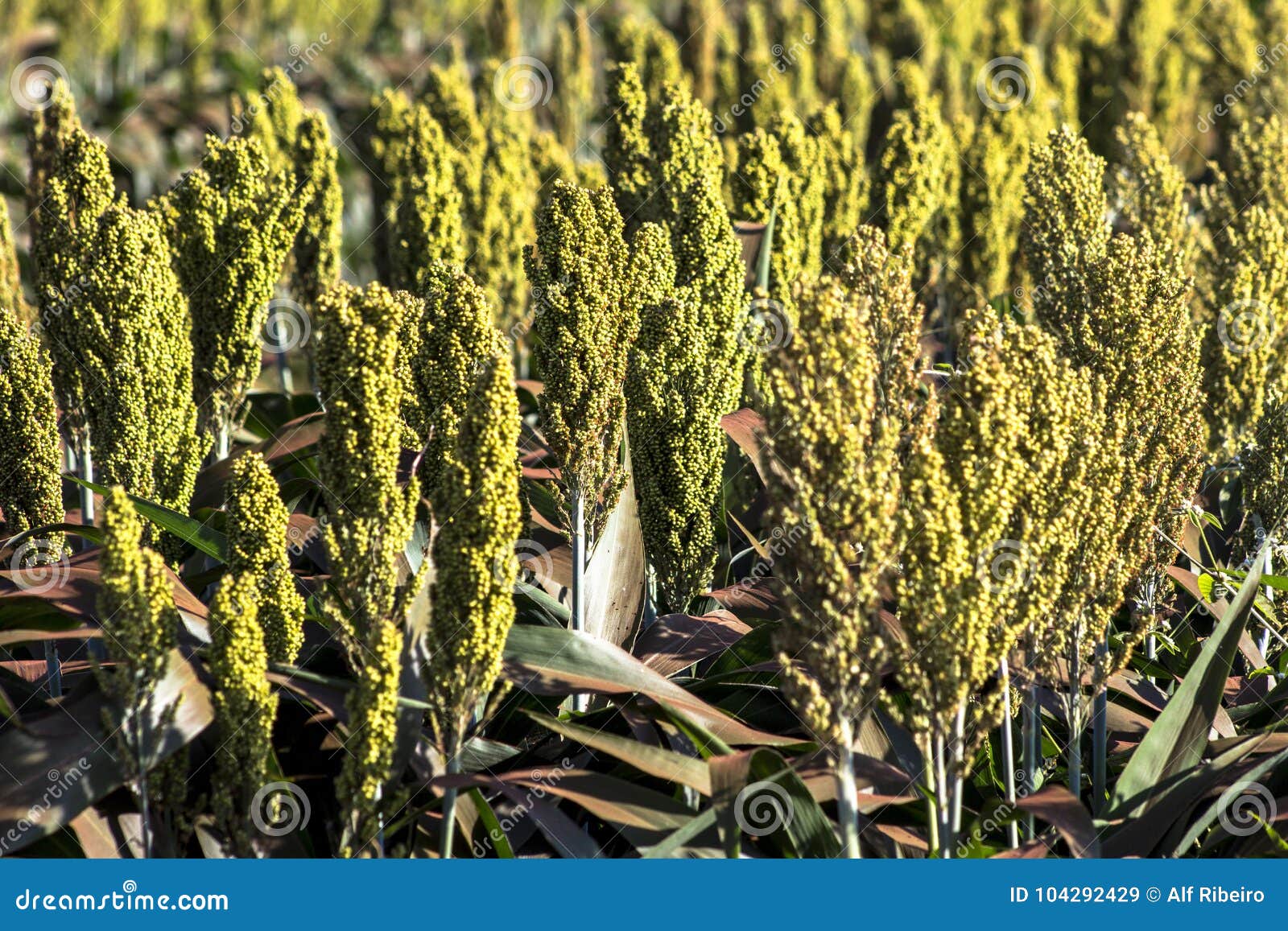 Durra obraz stock. Obraz złożonej z rolnictwo, organicznie - 104292429