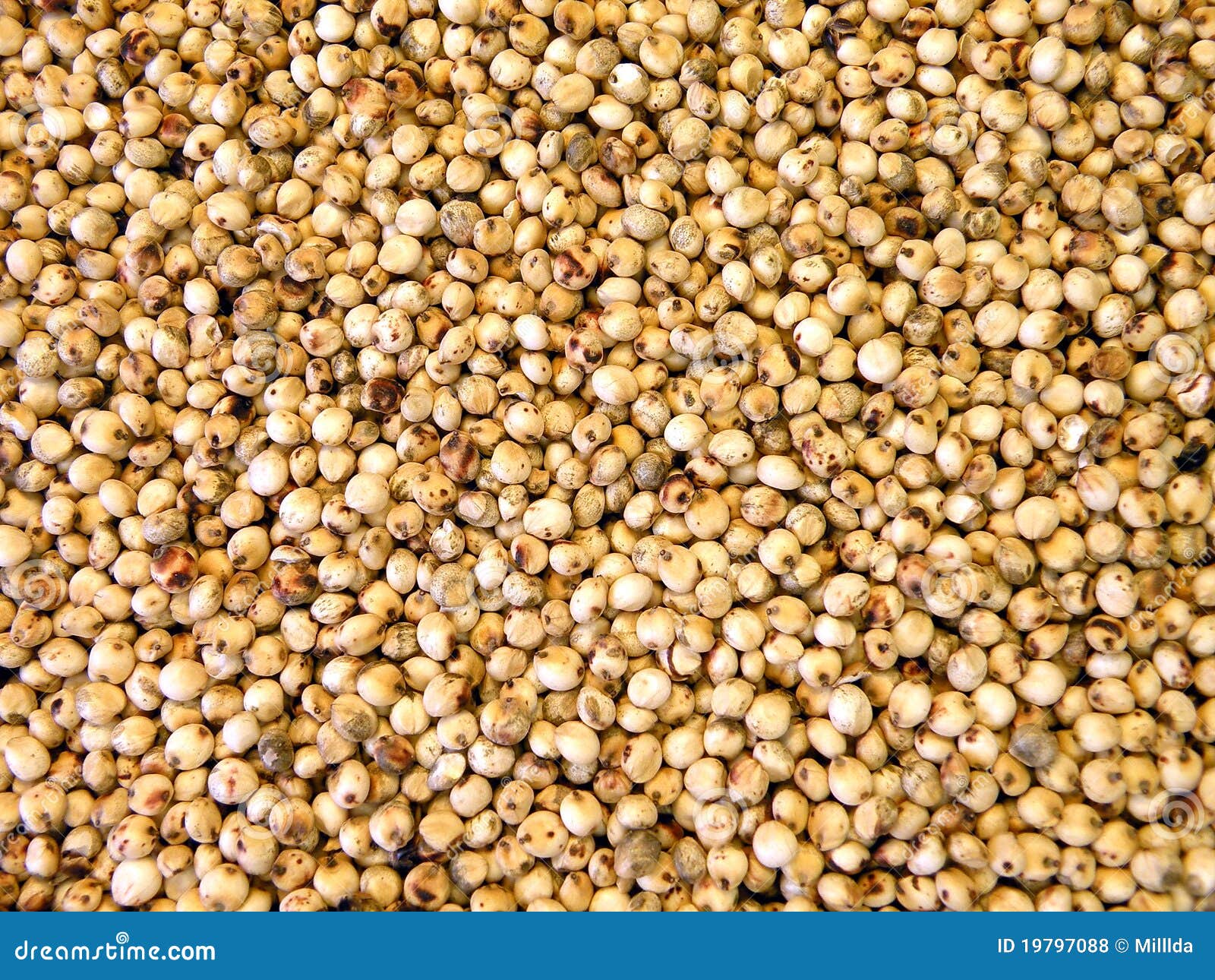 Durra arkivfoto. Bild av jordbruk, produktion, durra - 19797088