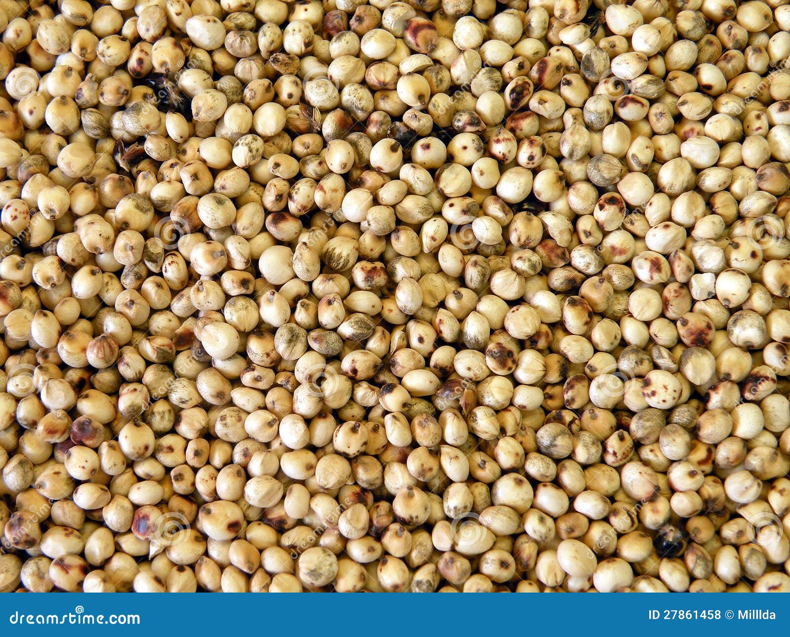 Durra arkivfoto. Bild av sikt, closeup, seed, växt, natur - 27861458