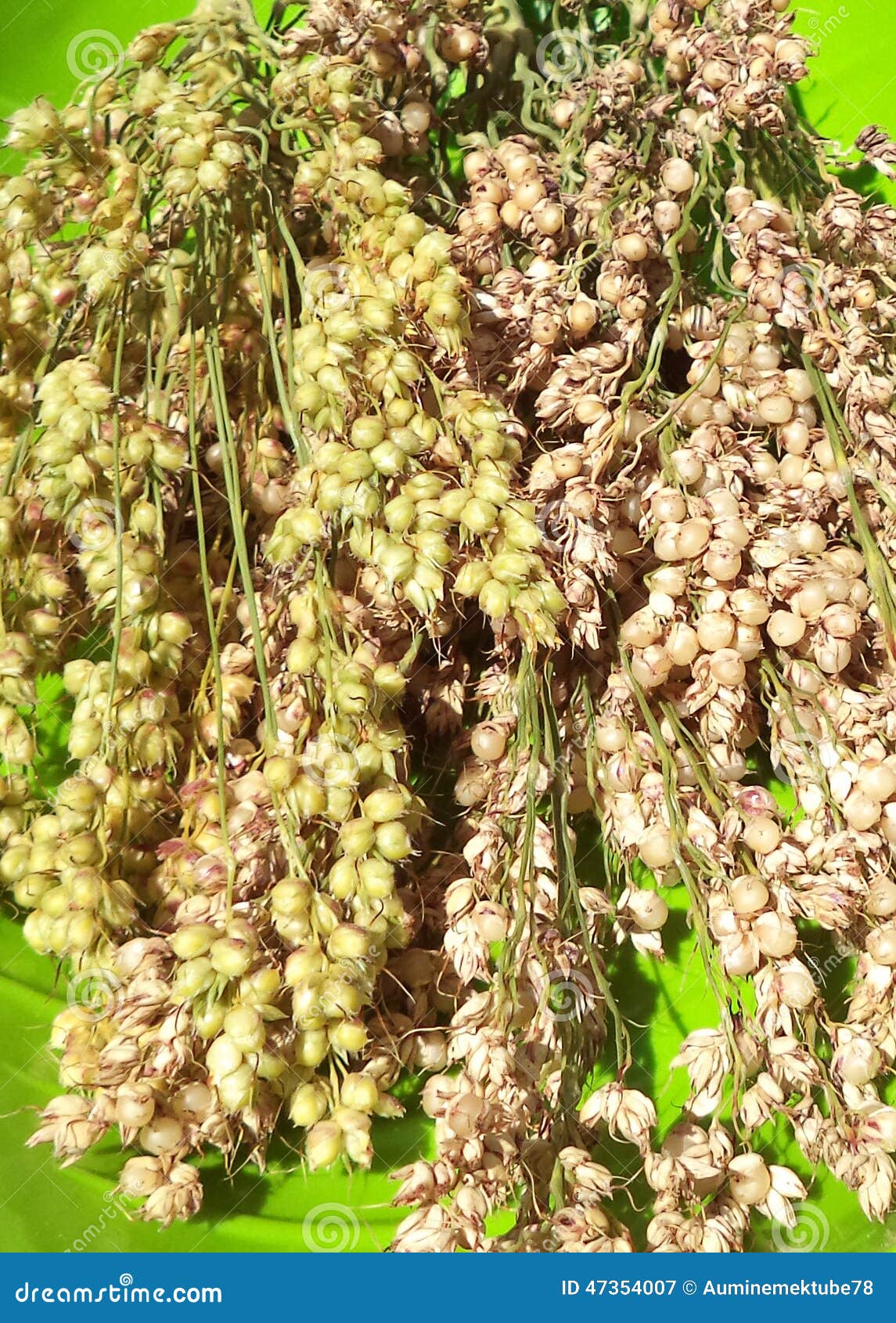 Durra fotografering för bildbyråer. Bild av platta, utsäde - 47354007