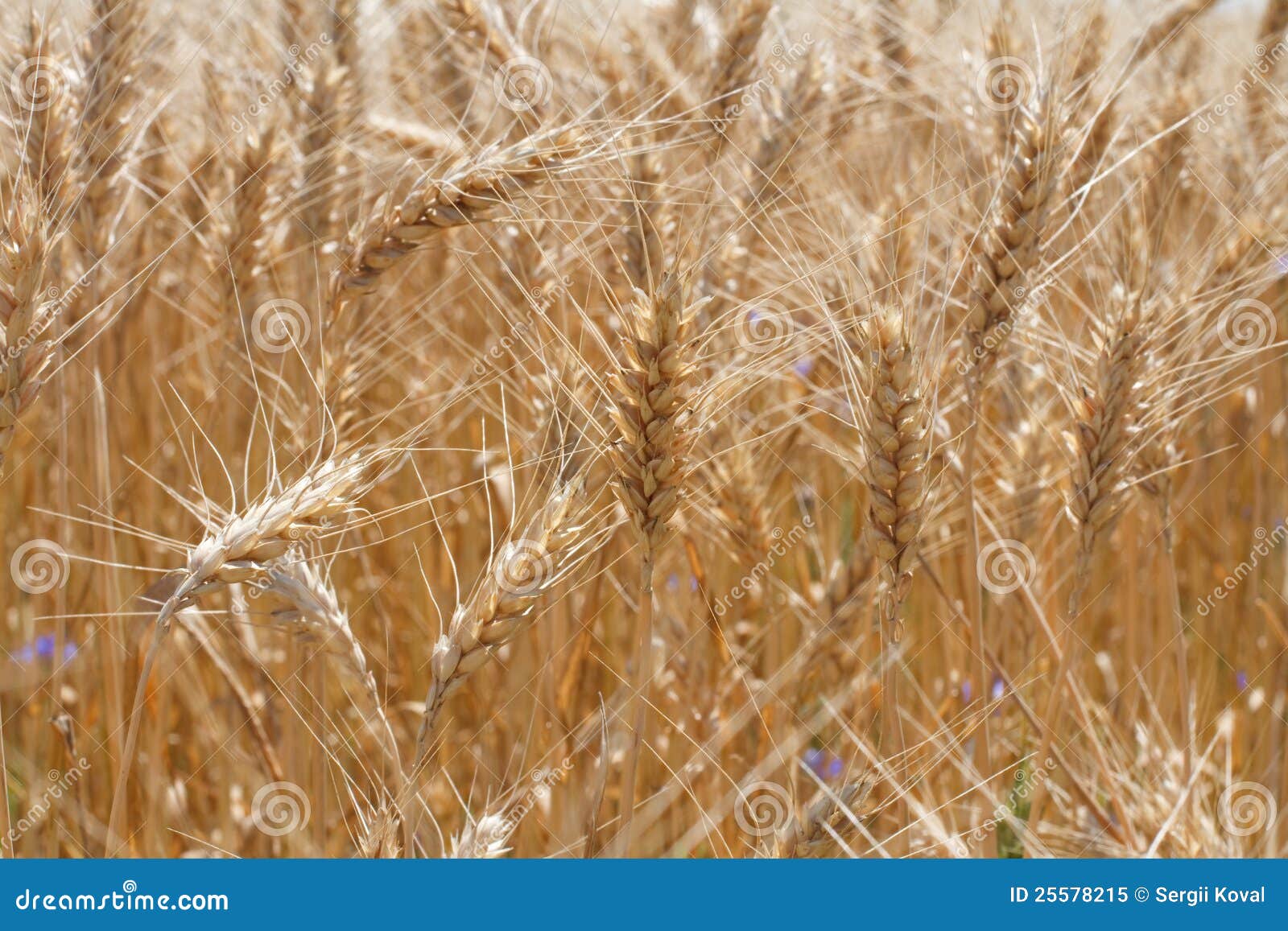 Durum wheat cultivar stock image. Image of color, grass - 25578215
