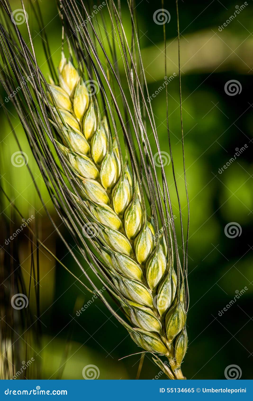 Durum Wheat Ear - Triticum Durum Stock Image - Image of triticum, durum ...