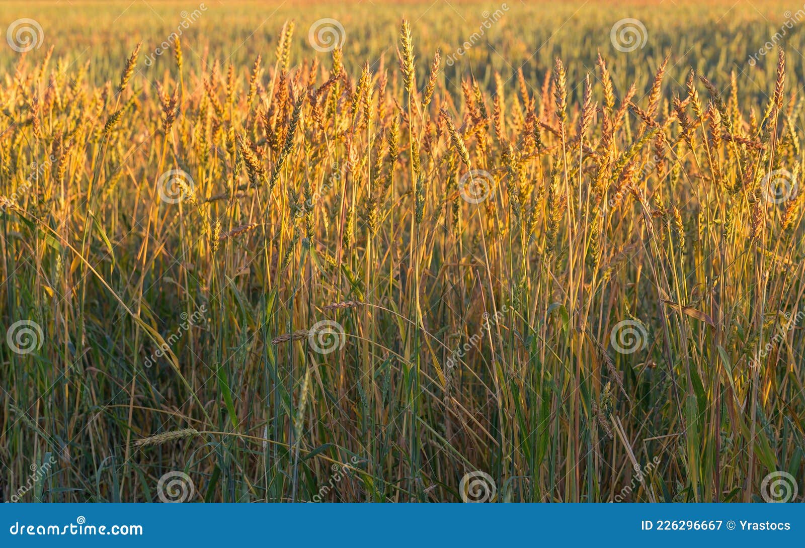 Durum Wheat Growing in a Field. Ripened Grain Stock Image - Image of ...