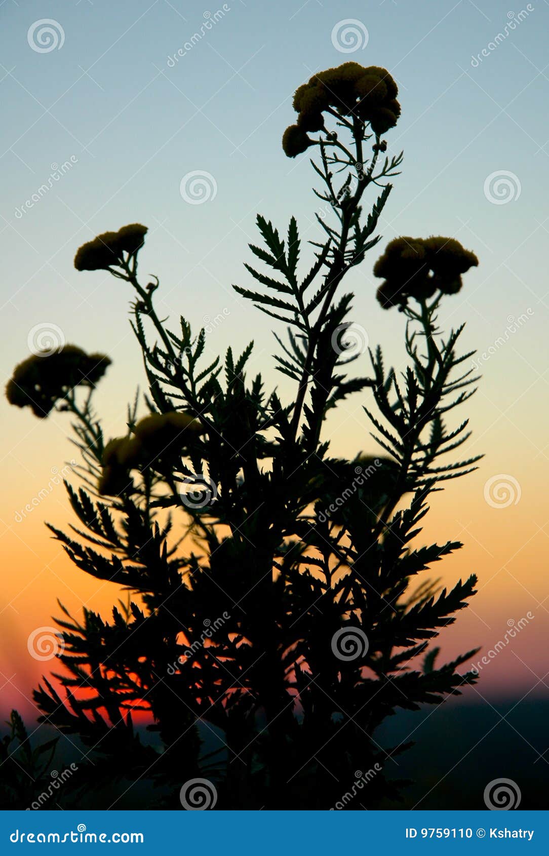 Dusk flower stock photo. Image of flower, macro, sunlight - 9759110