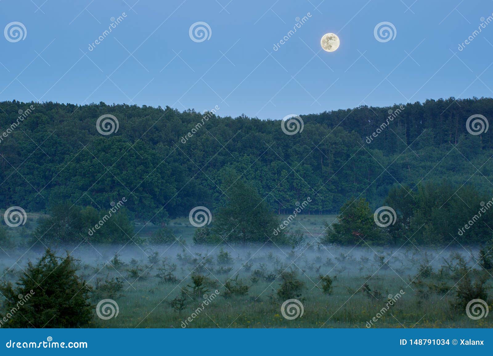After dusk in the forest stock photo. Image of scenery - 148791034