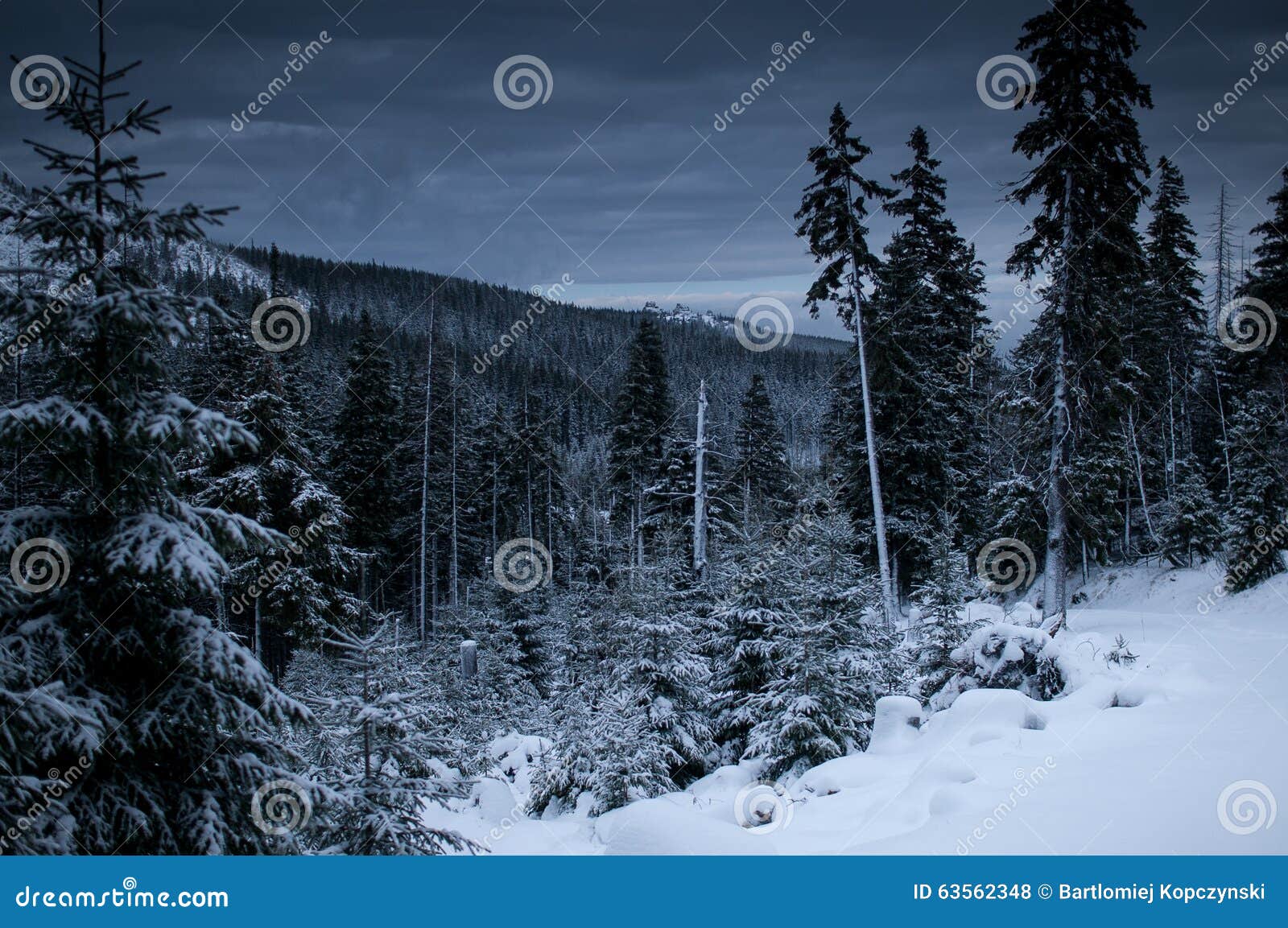 Dusk in forest at winter stock photo. Image of alpine - 63562348
