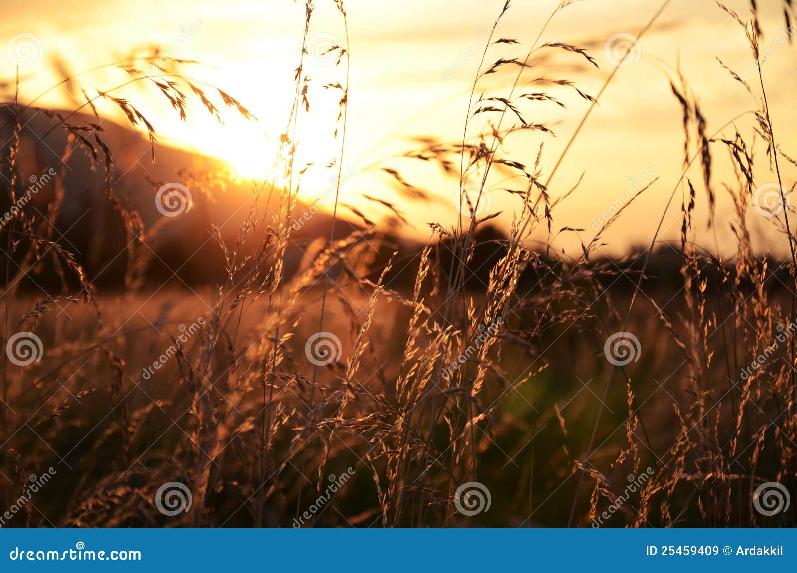 Dusk in summer stock image. Image of bush, sunlight, macro - 25459409