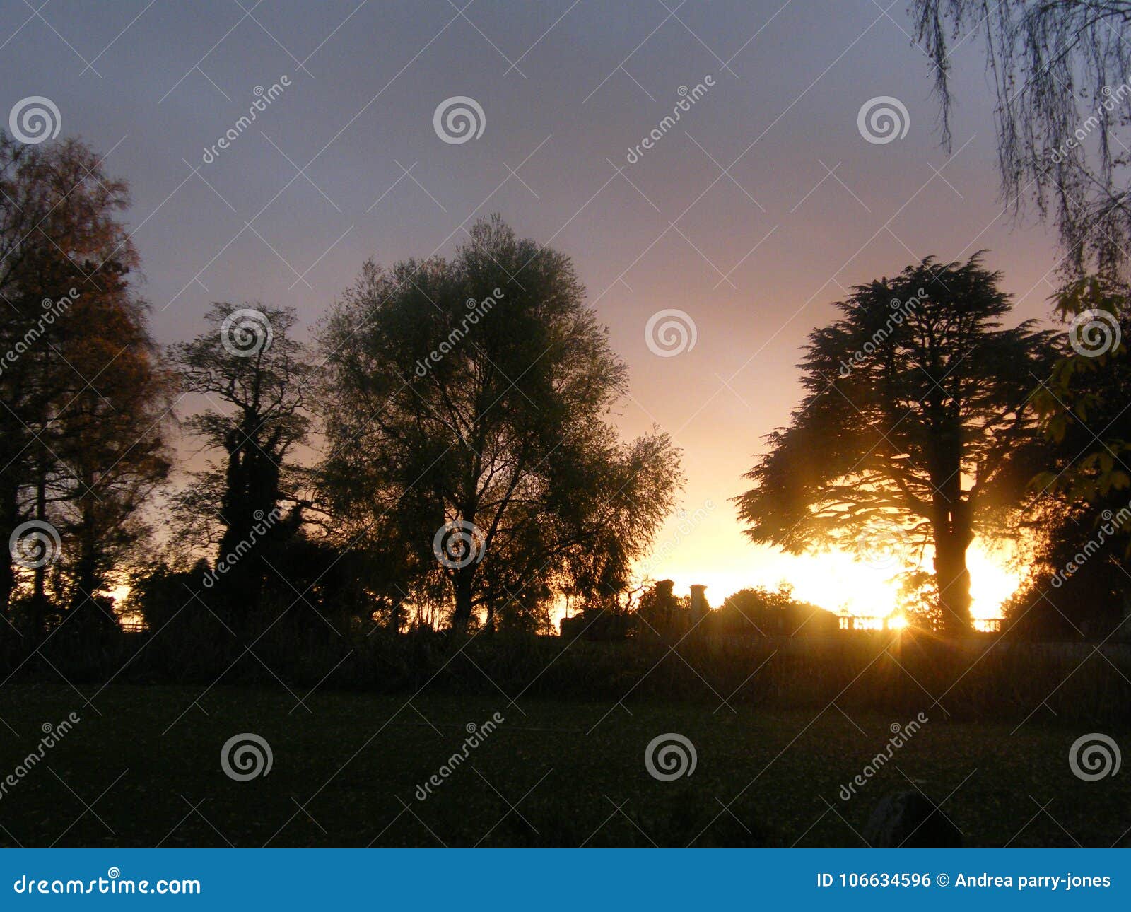 Dusk sunlit trees stock photo. Image of light, winter - 106634596