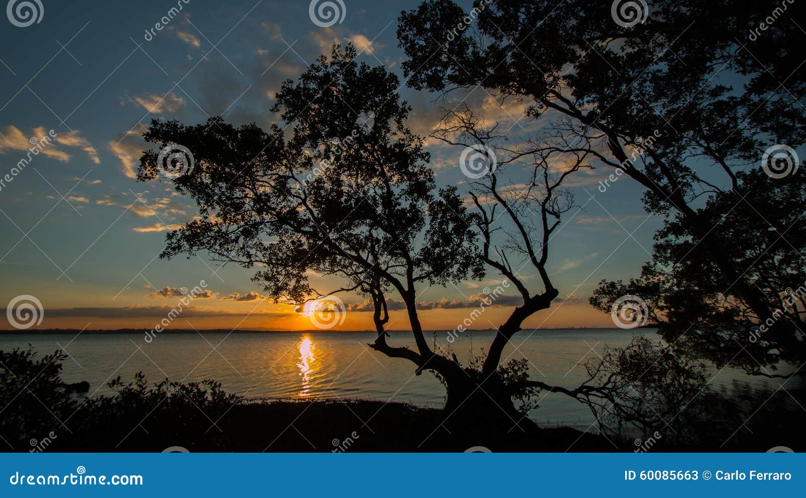 Dusk Sunset stock image. Image of branch, nature, brisbane - 60085663