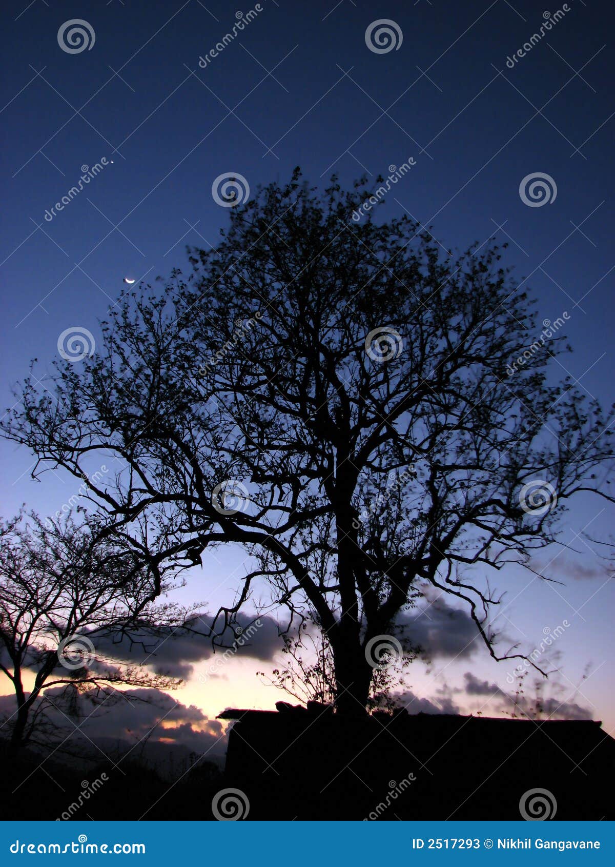 Dusk Tree stock image. Image of beauty, natural, atmosphere - 2517293