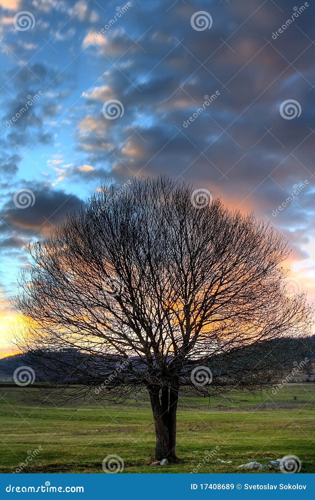 307,837 Dusk Tree Stock Photos - Free & Royalty-Free Stock Photos from ...