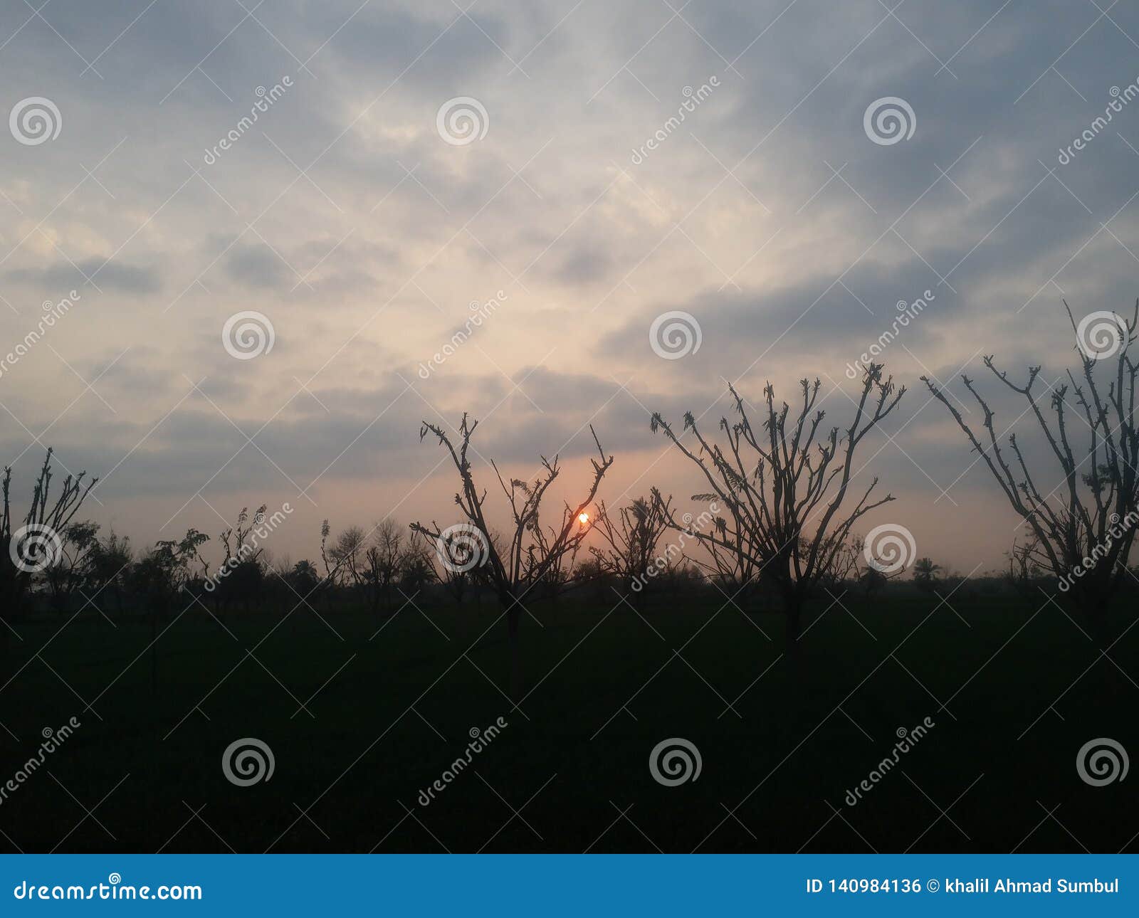 A Dusk View in the forest stock photo. Image of honey - 140984136