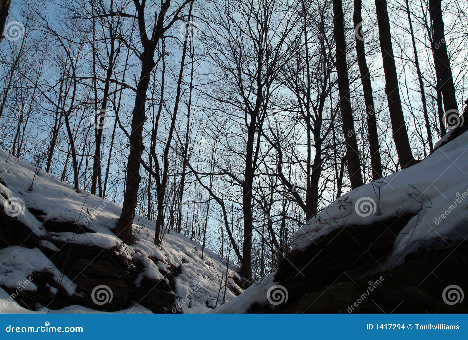 Dusk in the Woods stock photo. Image of winter, snow, forest - 1417294