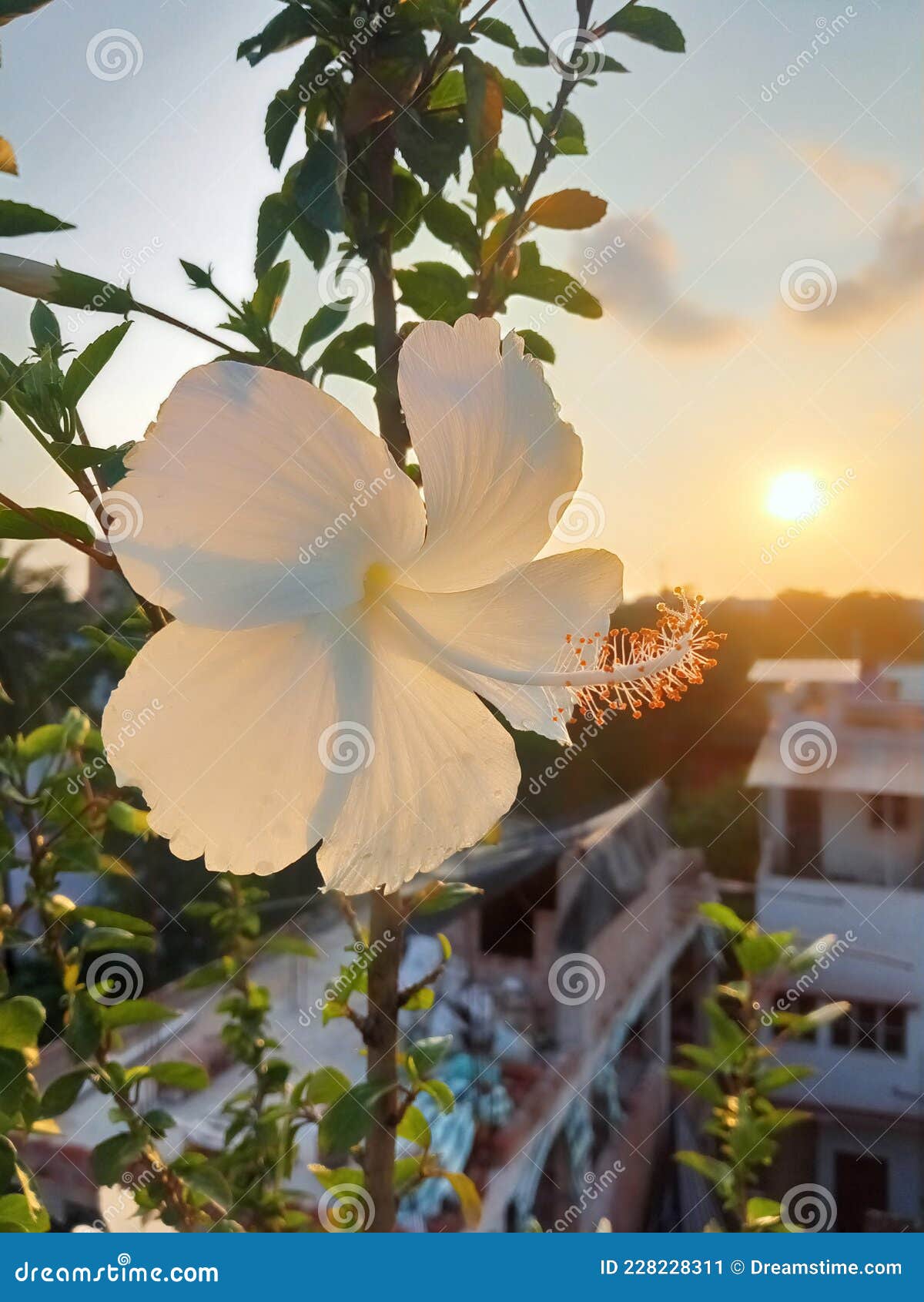 Dusking Flower Stock Photos - Free & Royalty-Free Stock Photos from ...