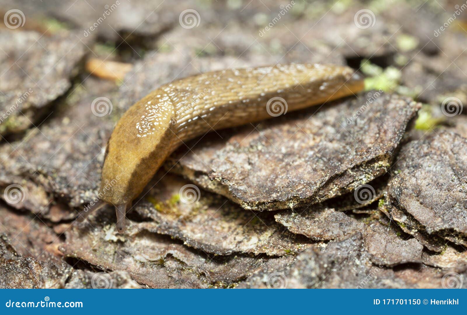 Dusky Arion, Arion Fuscus on Bark Stock Photo - Image of wild, animal ...