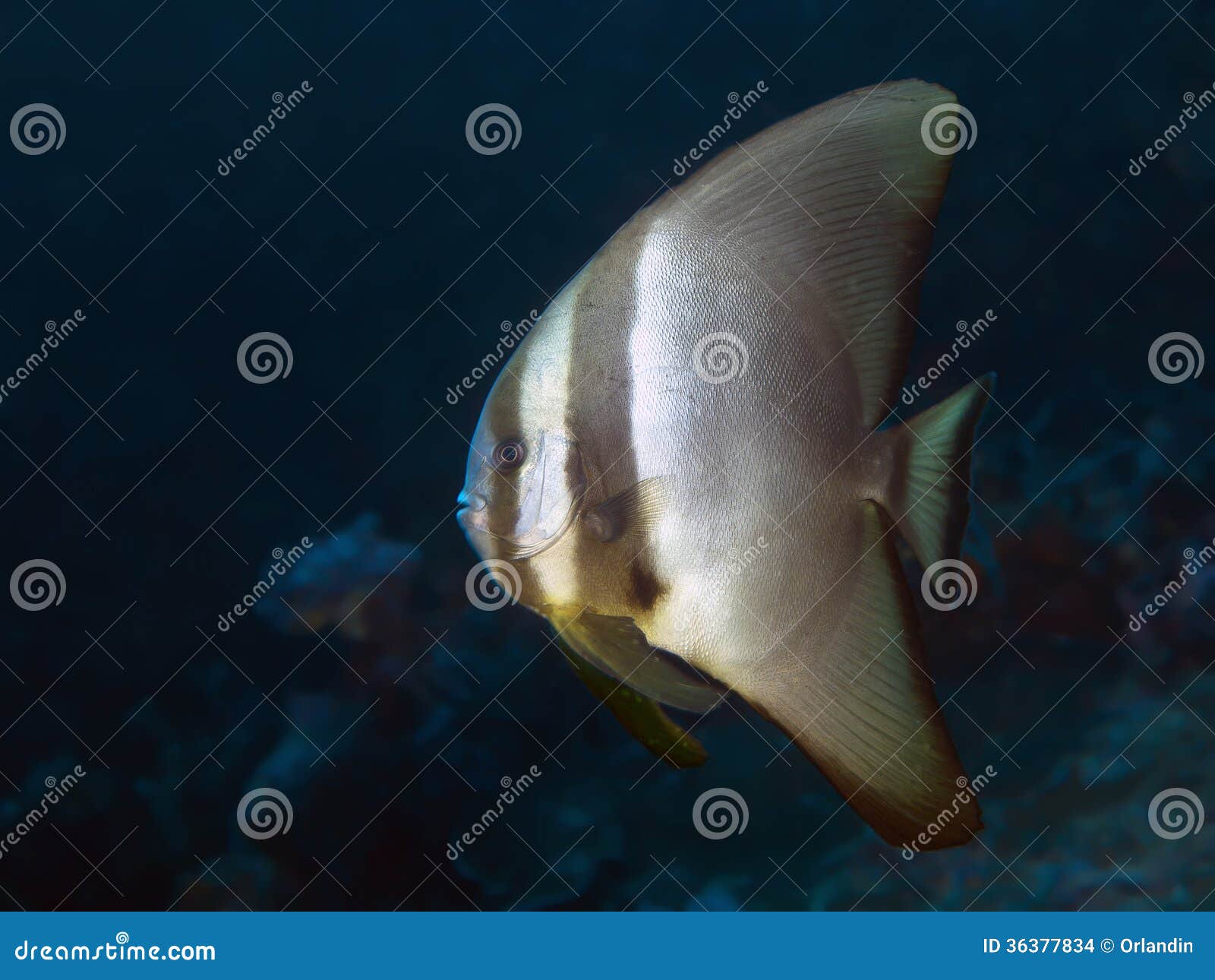 Dusky batfish stock photo. Image of platax, fish, wild - 36377834