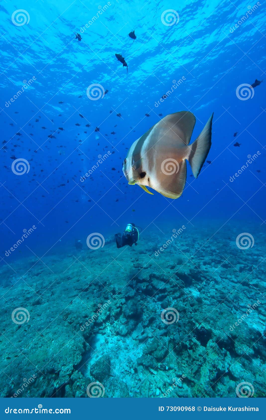 Dusky batfish stock photo. Image of looking, indonesia - 73090968