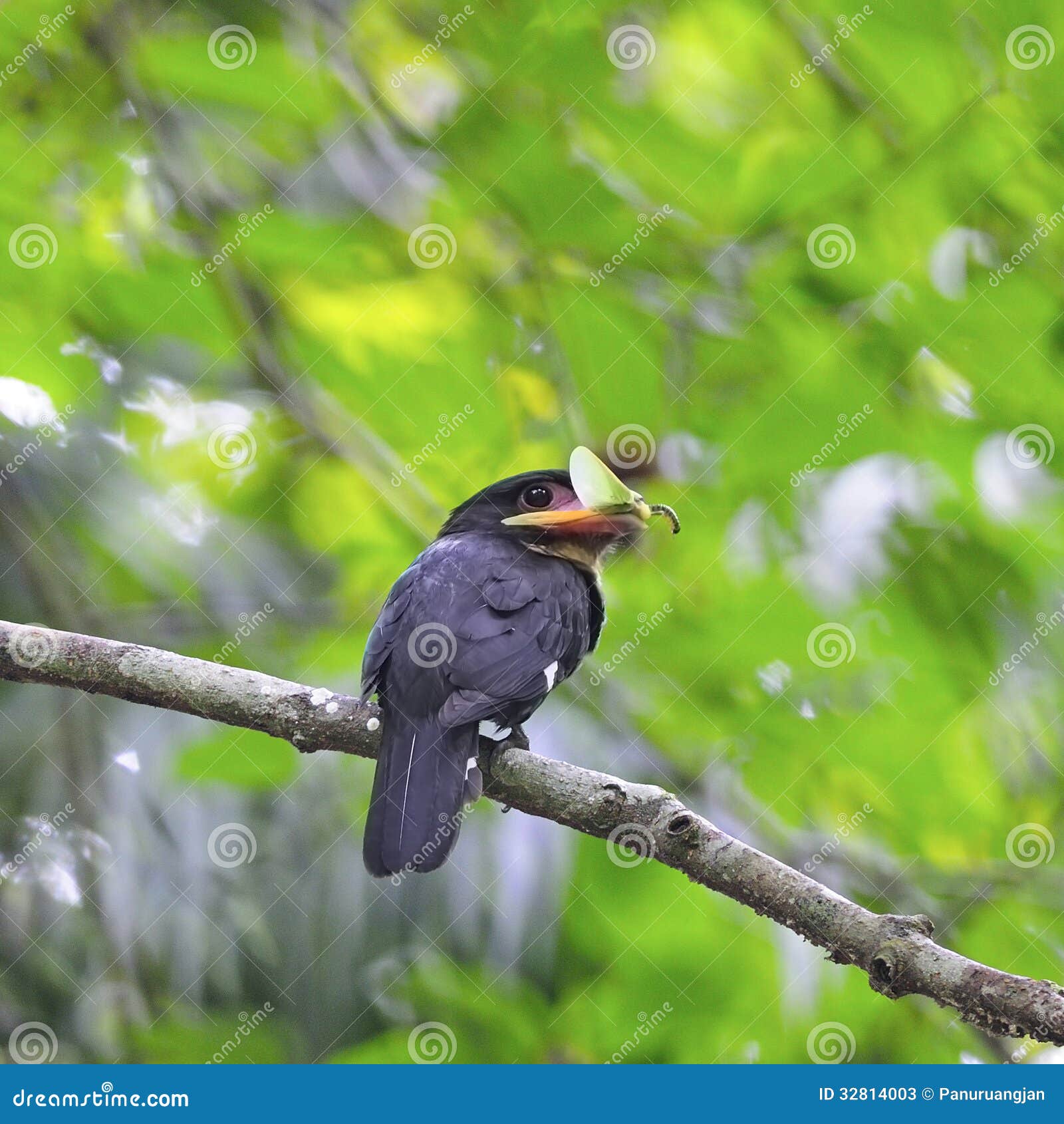 Dusky Broadbill stock image. Image of rainforest, beak - 32814003