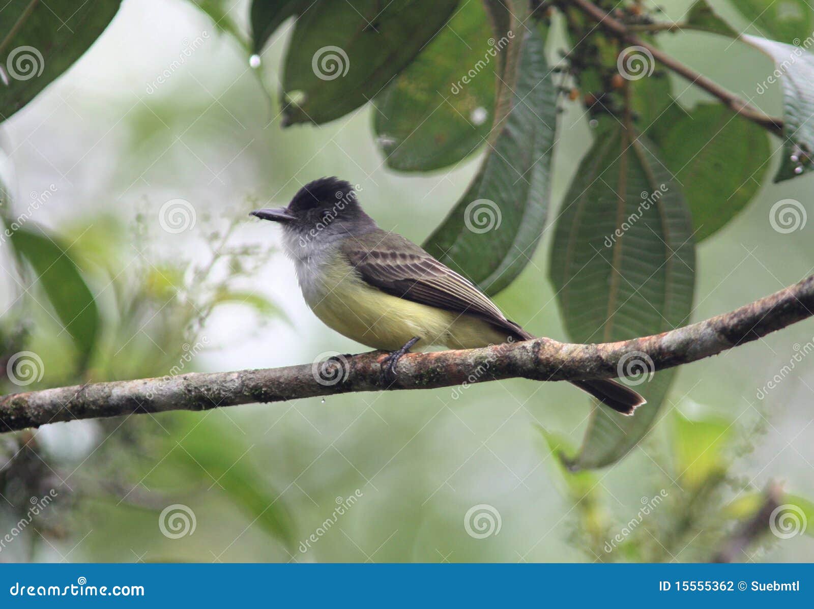 Dusky-capped Flycatcher,Ecuador Stock Photo - Image of branch, south ...