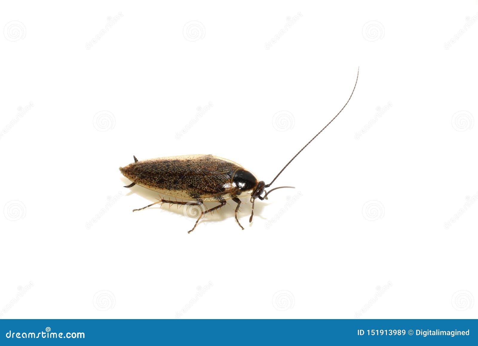 Dusky Cockroach Isolated Insect Ectobius Lapponicus Royalty-Free Stock ...