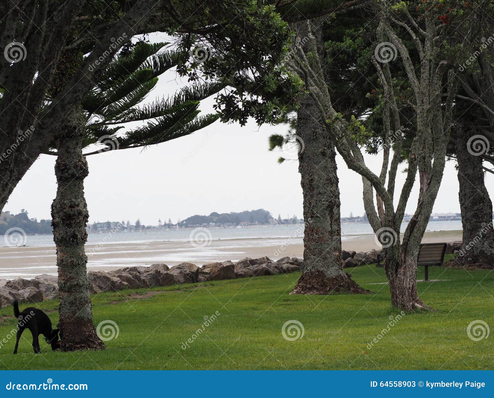 Dusky day beach stock image. Image of black, fresh, trees - 64558903