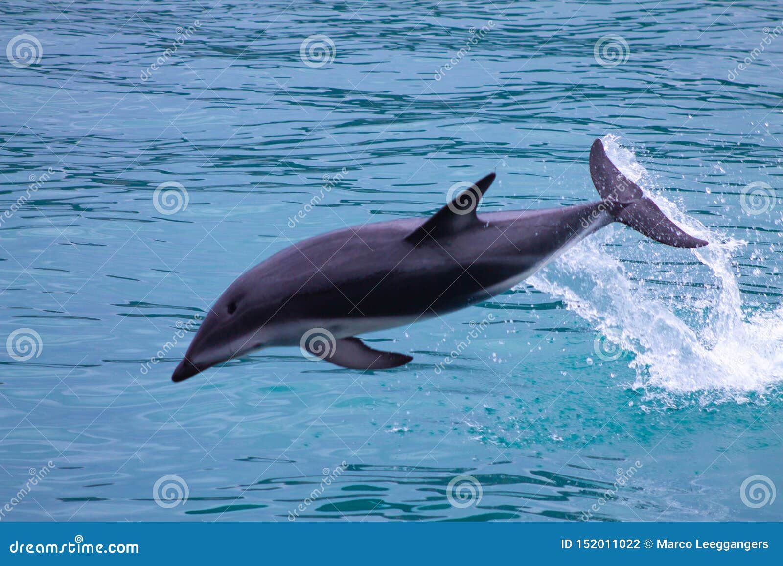 Dusky Dolphin Jumping Out of the Sea Stock Photo - Image of jumping, pacific: 152011022