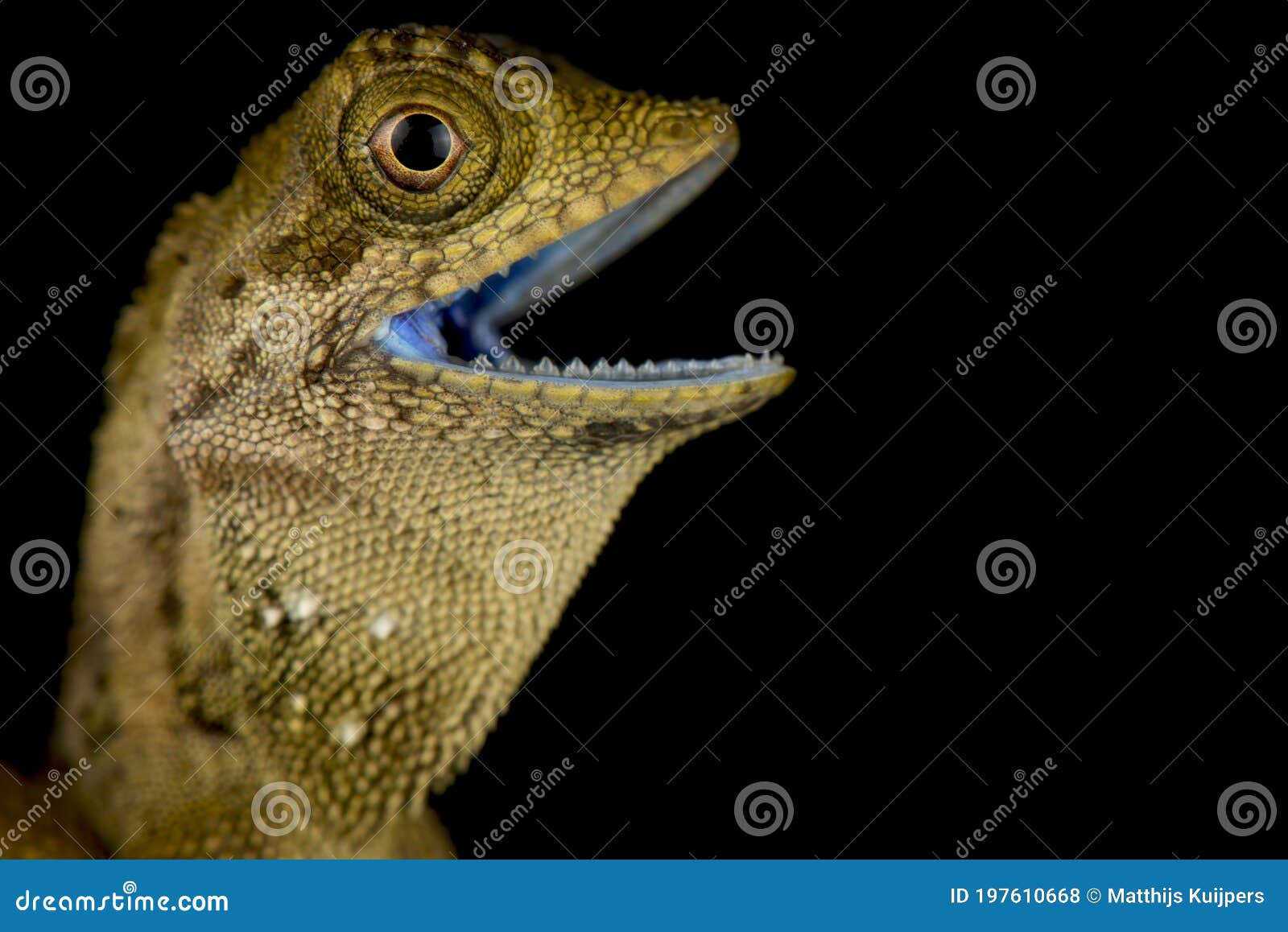 Earless Dragon (Tympanocryptis Cephalus) Royalty-Free Stock Photography ...