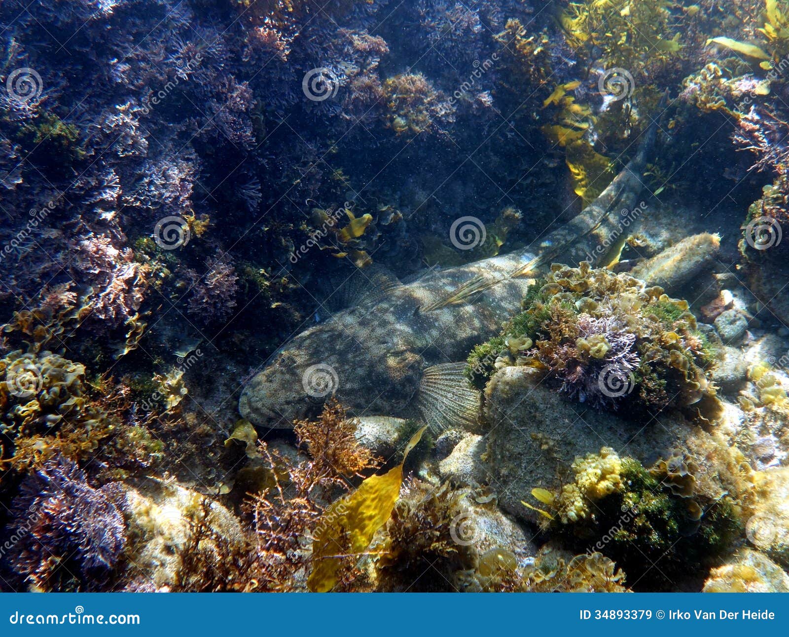 Dusky flathead stock image. Image of fuscus, seaweed - 34893379