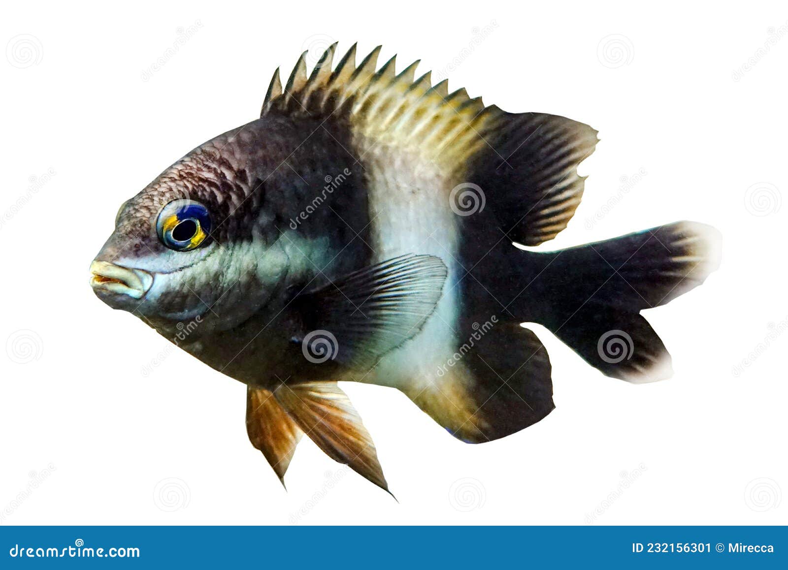 Dusky Gregory Fish on White Background Stock Image - Image of aquarium ...