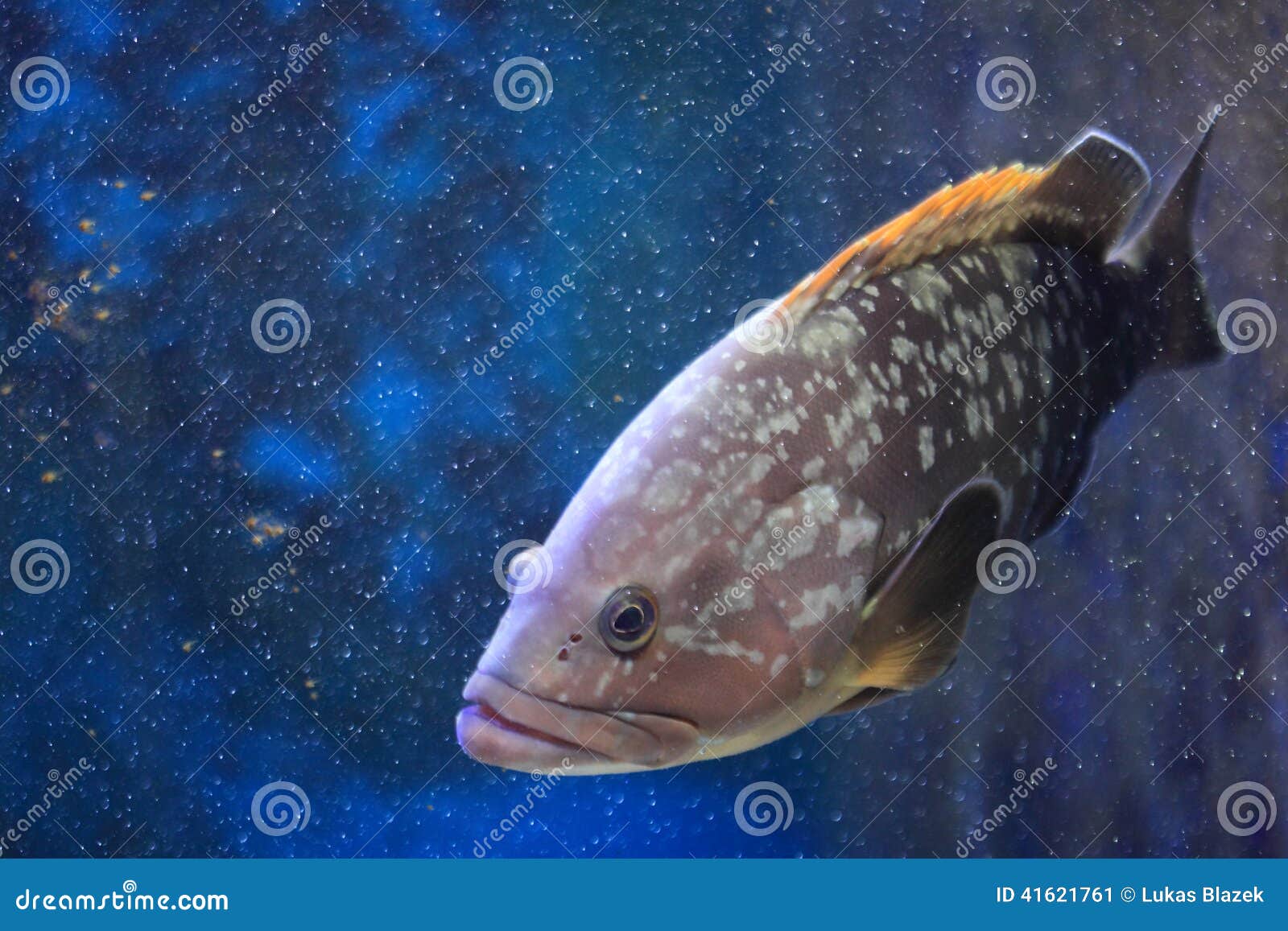 Dusky Grouper - Epinephelus Marginatus- In Blue Stock Photography ...