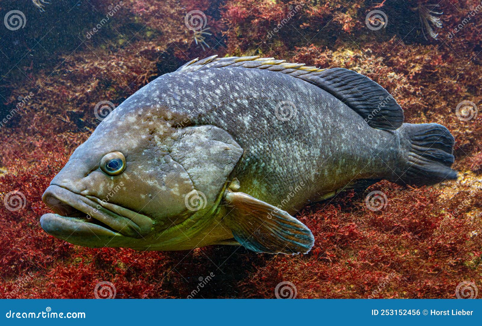 Dusky Grouper, Epinephelus Marginatus. Stock Photo - Image of deserted ...