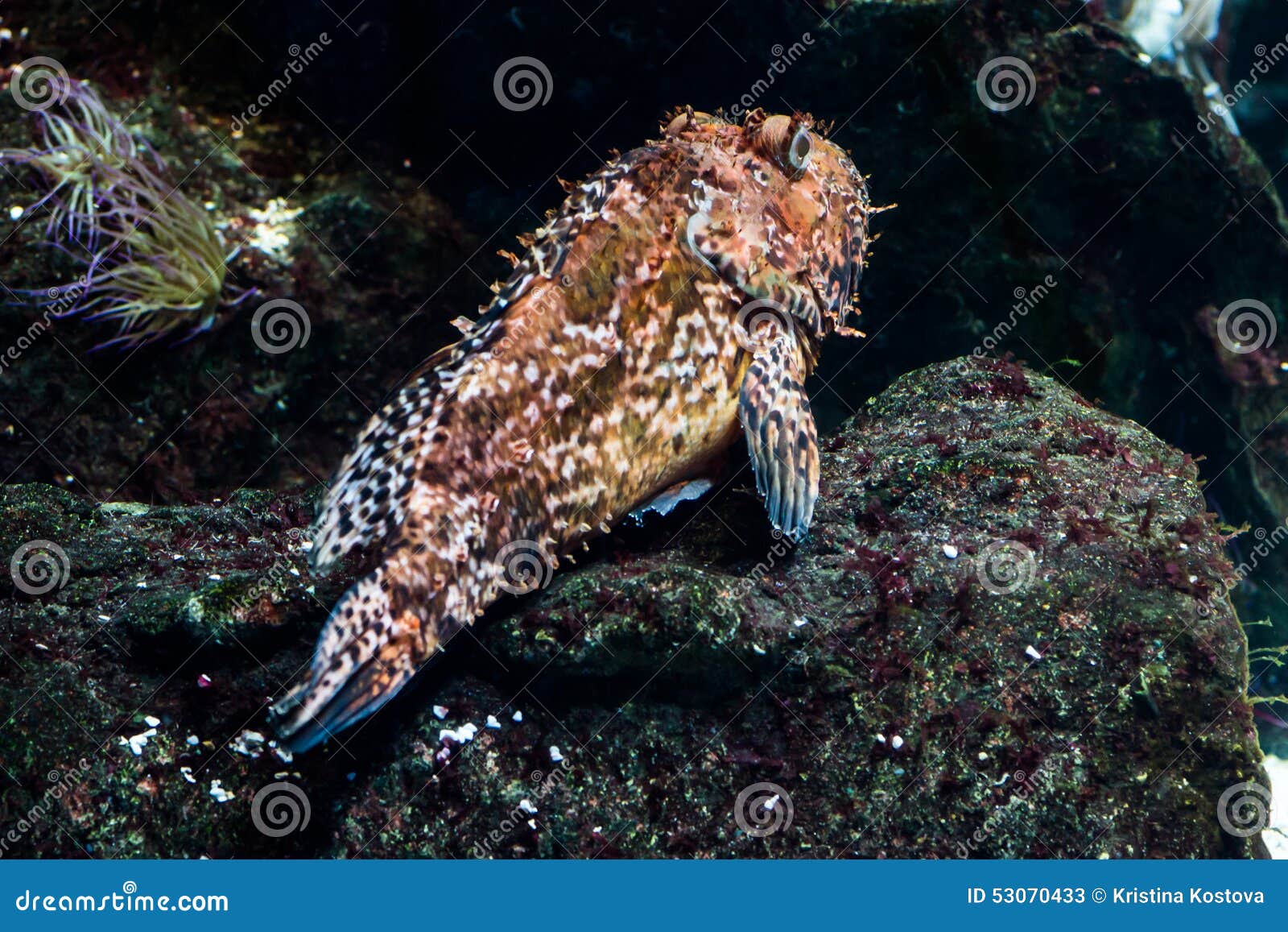 Dusky grouper fish stock image. Image of water, detail - 53070433