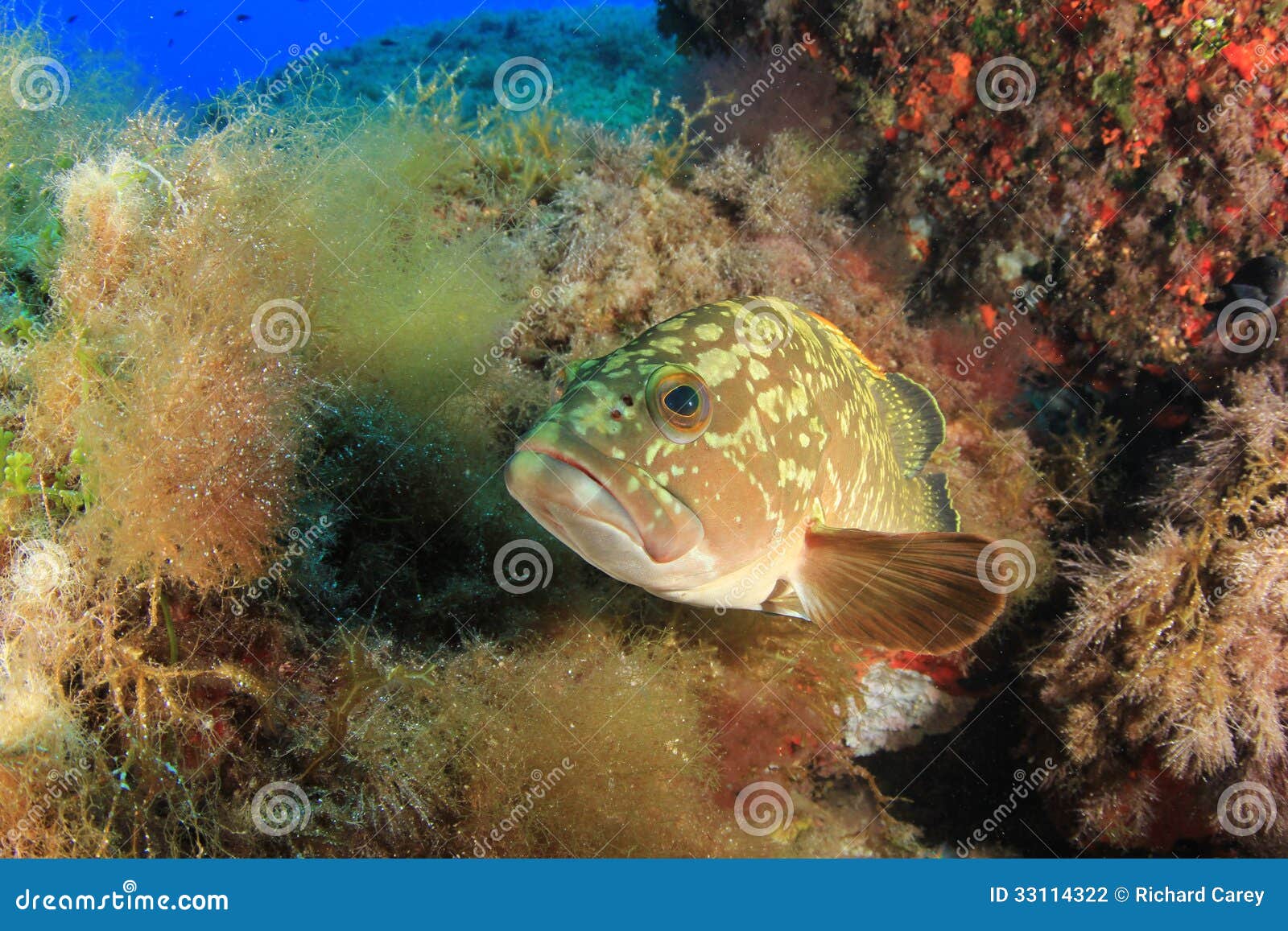 Dusky Grouper stock photo. Image of reef, spain, grouper - 33114322