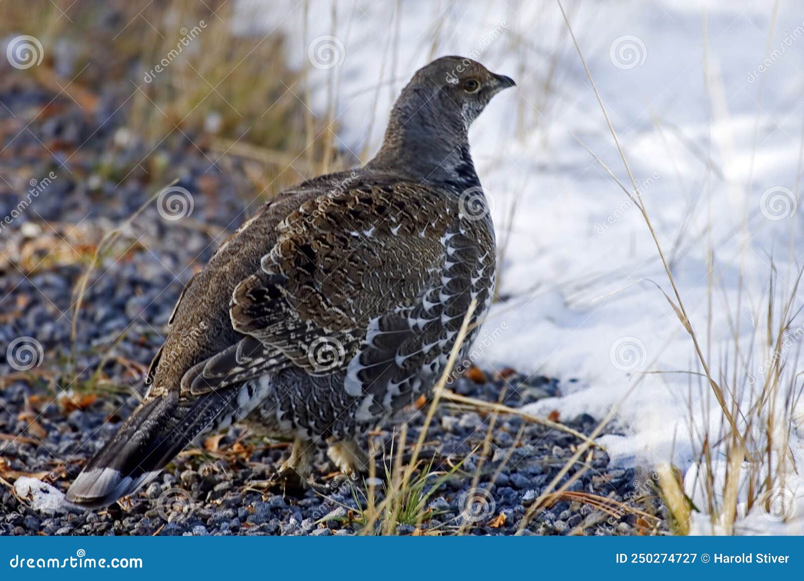Dusky Grouse, Dendragapus Obscurus, in Snow Stock Image - Image of ...