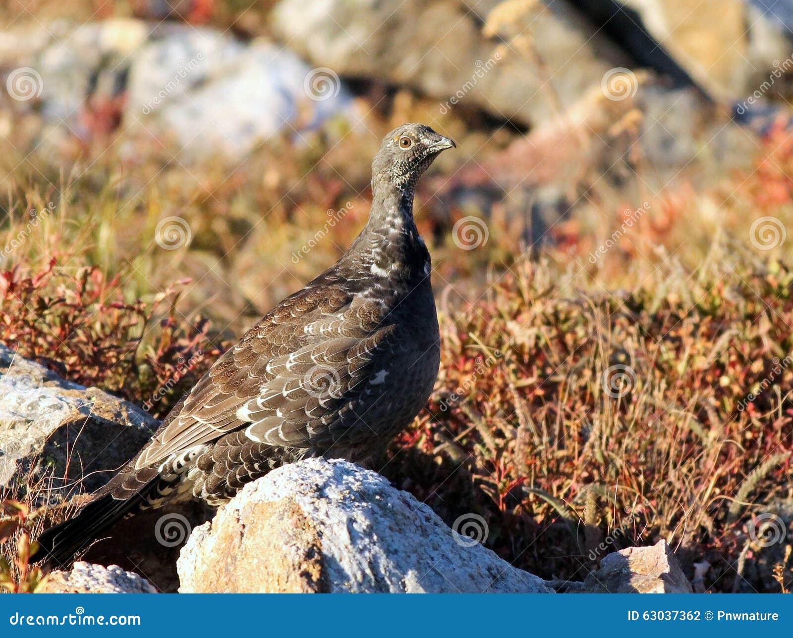 Dusky Grouse in a Field stock photo. Image of dusky, wild - 63037362