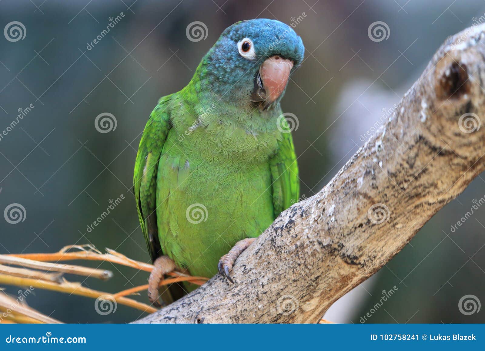 Blue Dusky Conure