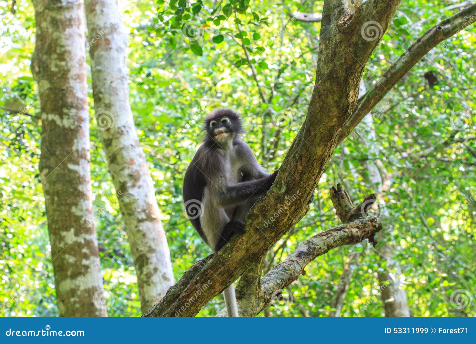 Dusky Langur Sitting on Tree Branch Stock Image - Image of langur ...