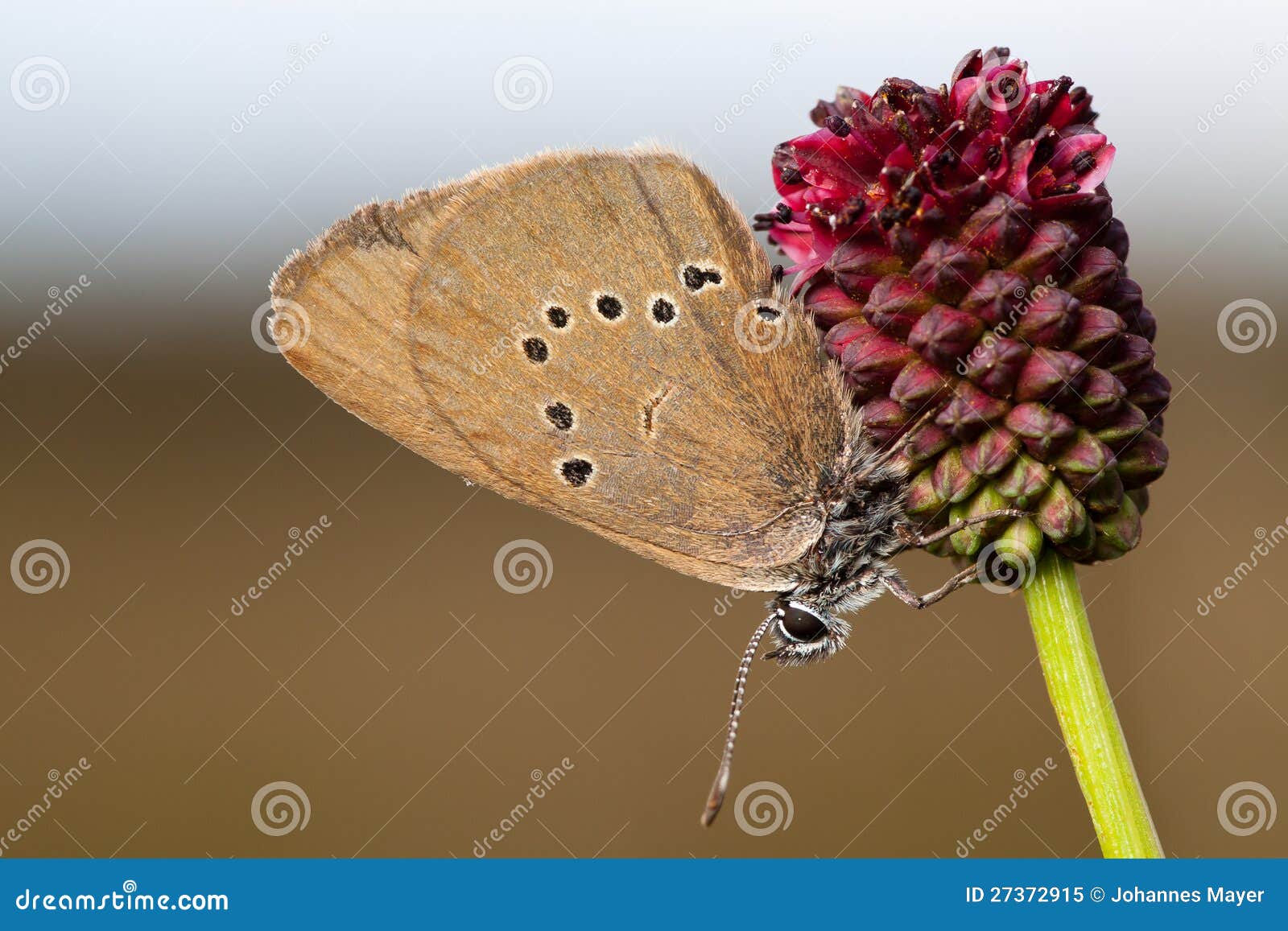 Dusky Large Blue stock image. Image of butterflies, arthropoda - 27372915
