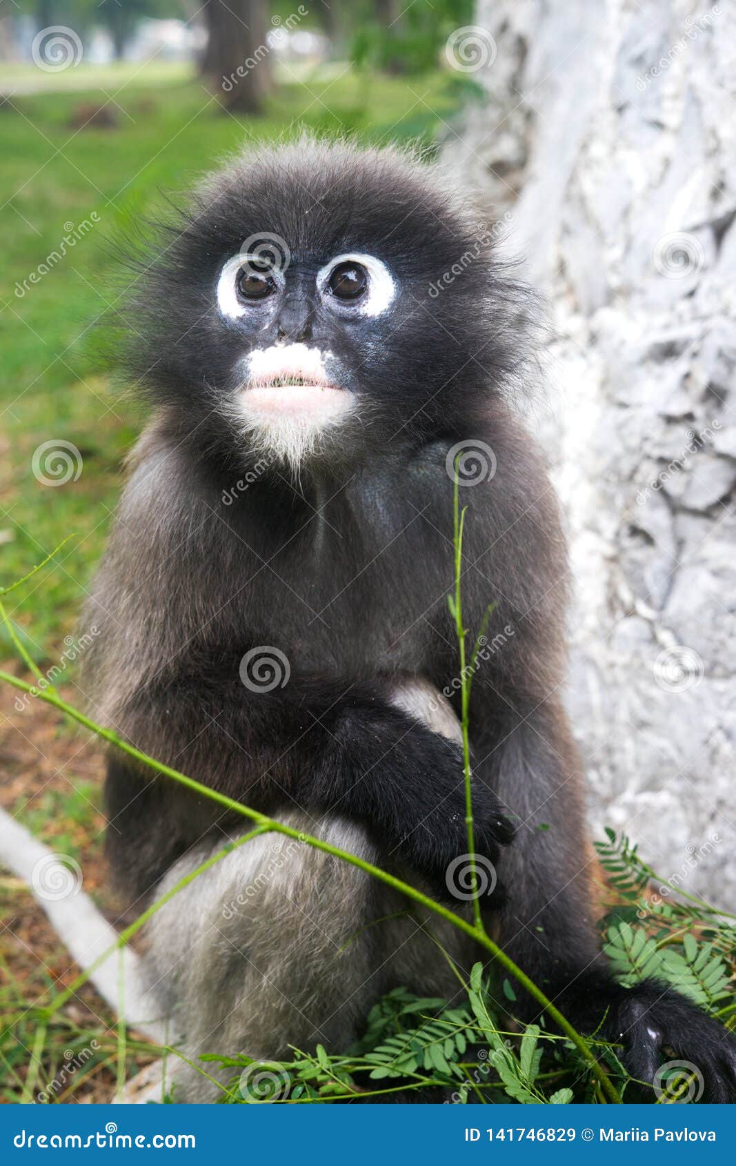 Dusky leaf langur monkey stock image. Image of leaf - 141746829