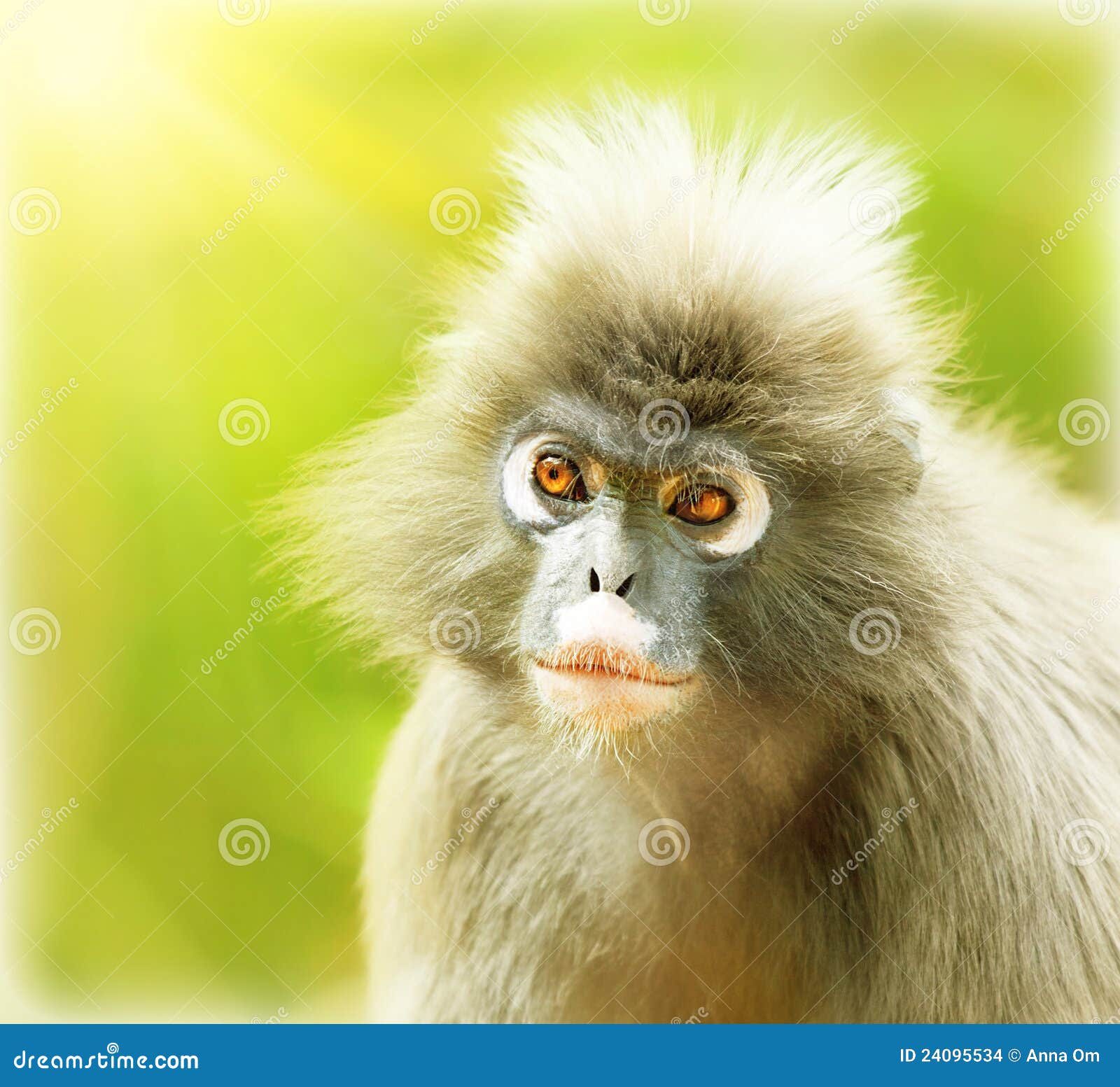 Dusky Leaf Monkey stock photo. Image of nature, monkey - 24095534