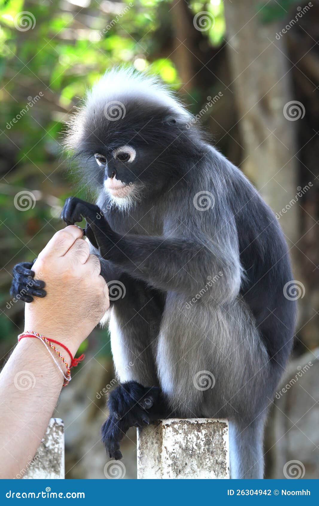 Dusky Leaf Monkey stock photo. Image of dusky, orange - 26304942