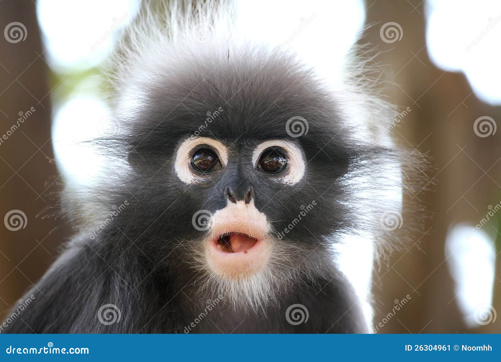 Dusky Leaf Monkey In Thailand National Park Stock Photography ...