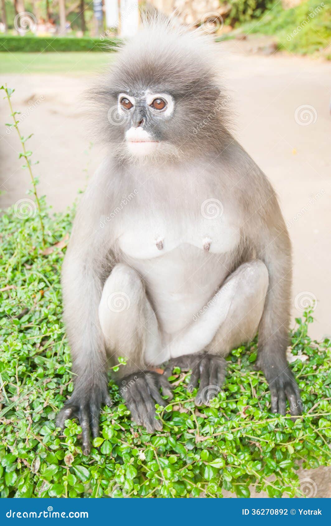 Dusky Leaf Monkey stock photo. Image of stare, forest - 36270892