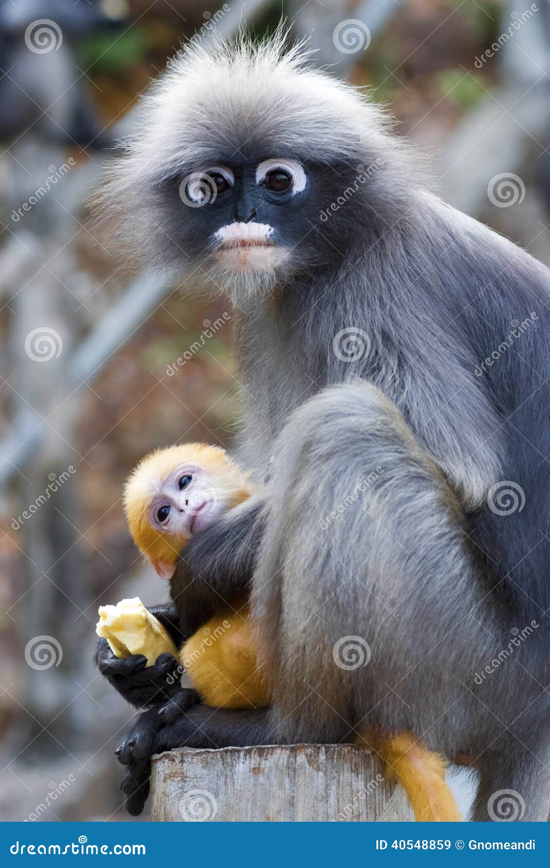 Dusky Leaf Monkey Baby stock image. Image of hairy, monkey - 40548859