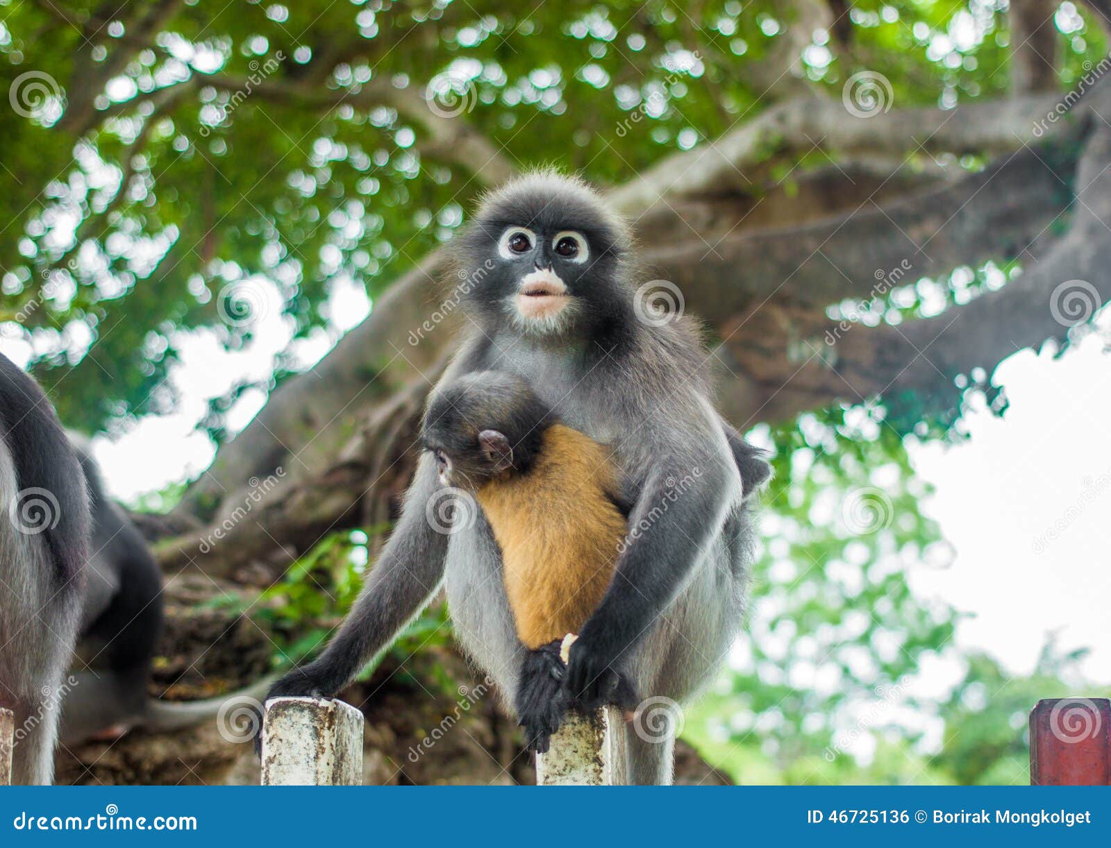 Dusky Leaf Monkey in Deep Forest Stock Photo - Image of leaf, cute ...