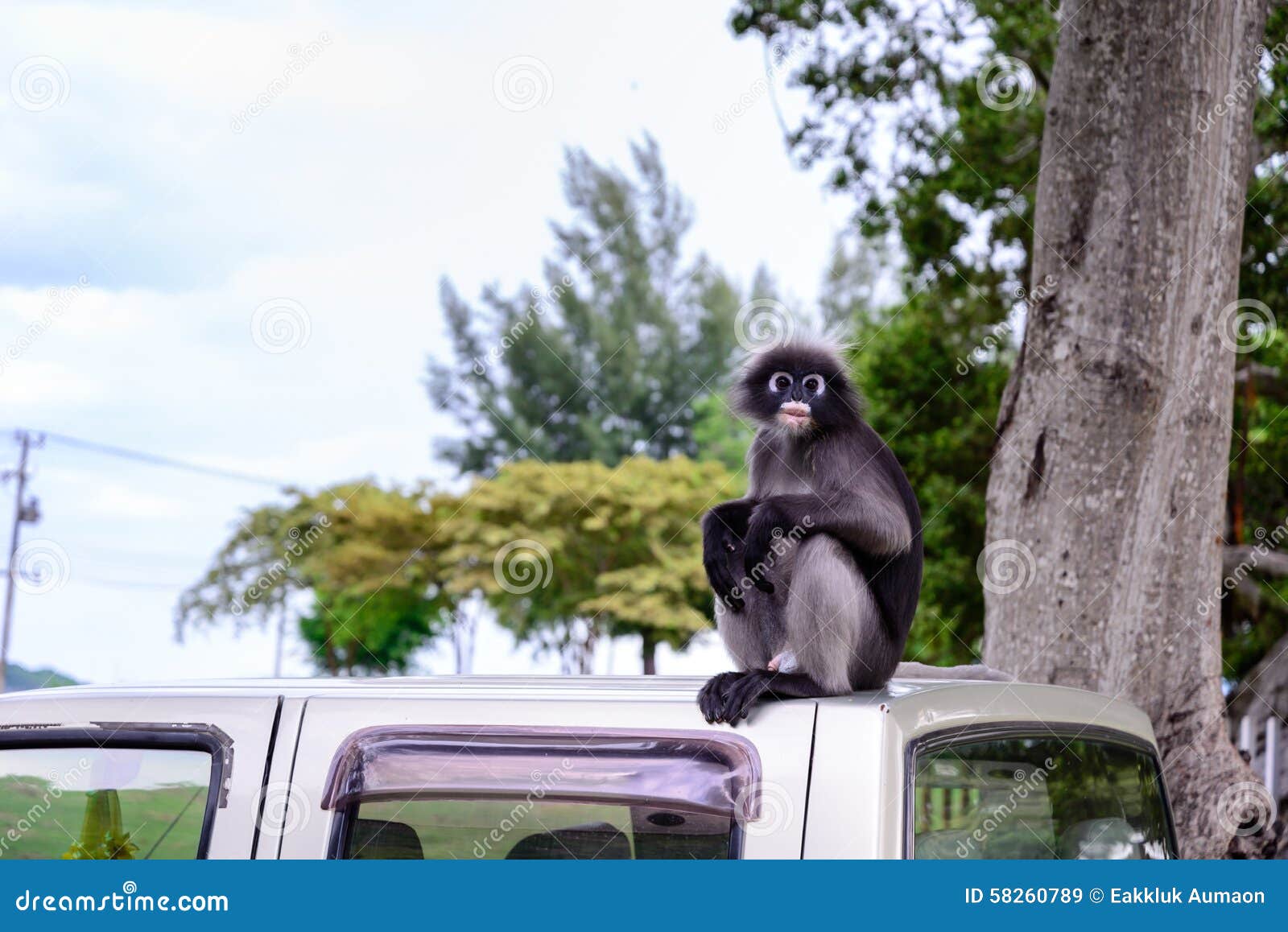 Dusky Leaf Monkey, Dusky Langur, Spectacled Langur Stock Image - Image ...
