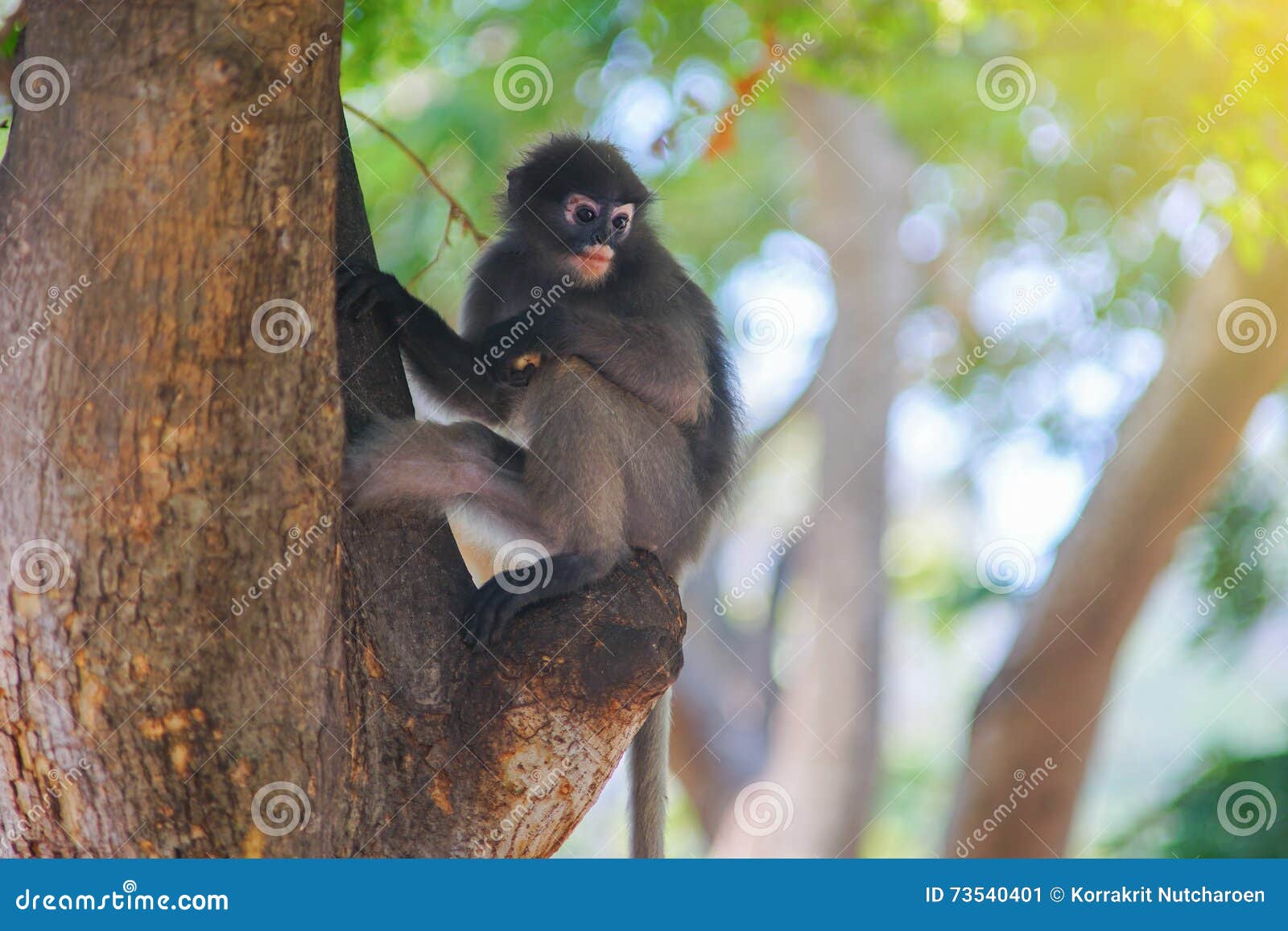 Dusky Leaf Monkey, Dusky Langur, Spectacled Langur ,selective Focus ...