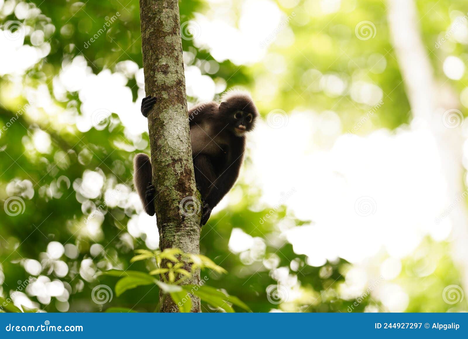 Dusky leaf monkey stock image. Image of wilds, tropical - 244927297